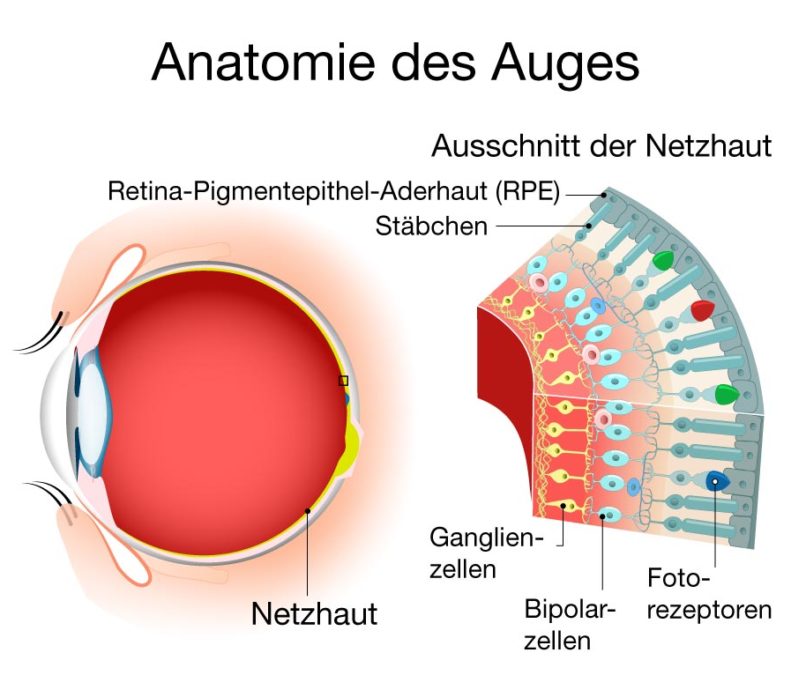 Netzhauterkrankungen | Augenzentrum Nürnberg